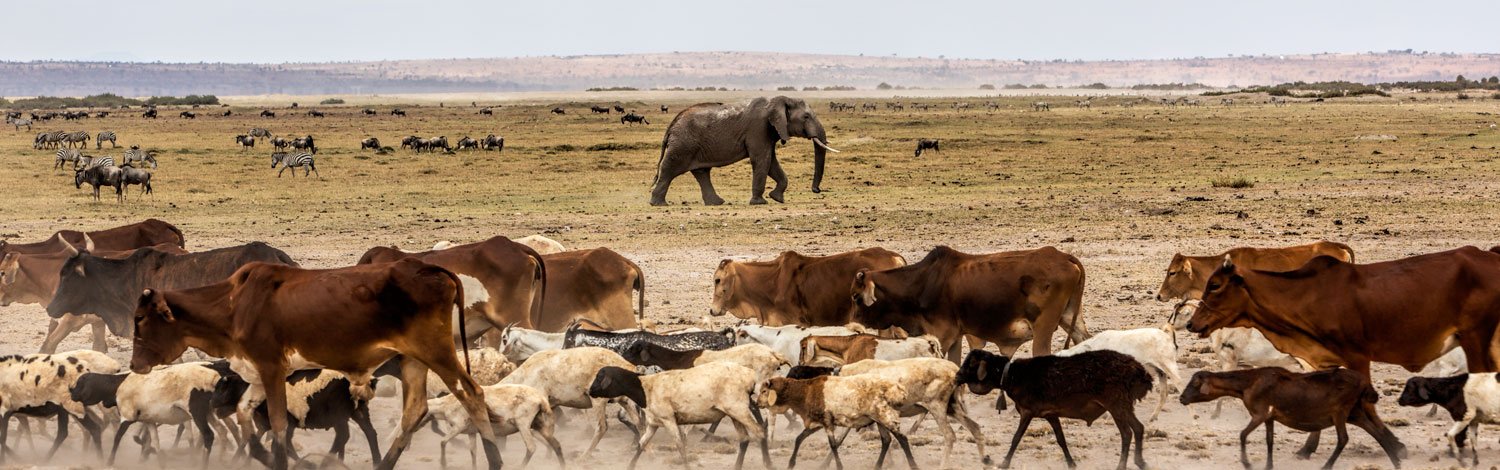 Veterinary Microbiology MSc | University of Surrey