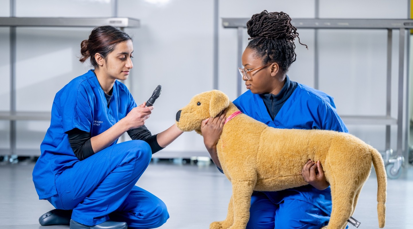 Veterinary Medicine and Science BVMSci (Hons) degree course 2025 entry ...