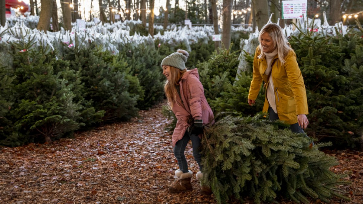 The health benefits of a real Christmas tree | University of Surrey